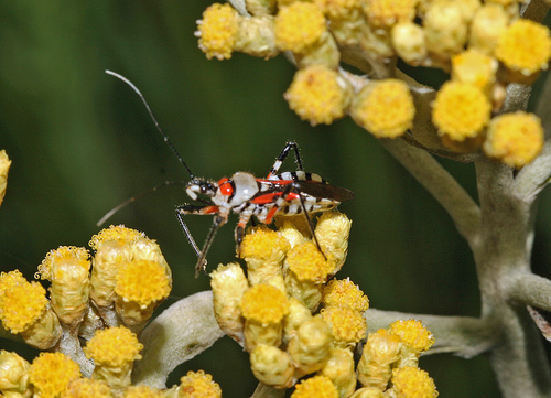 Rhynocoris rapax · iNaturalist
