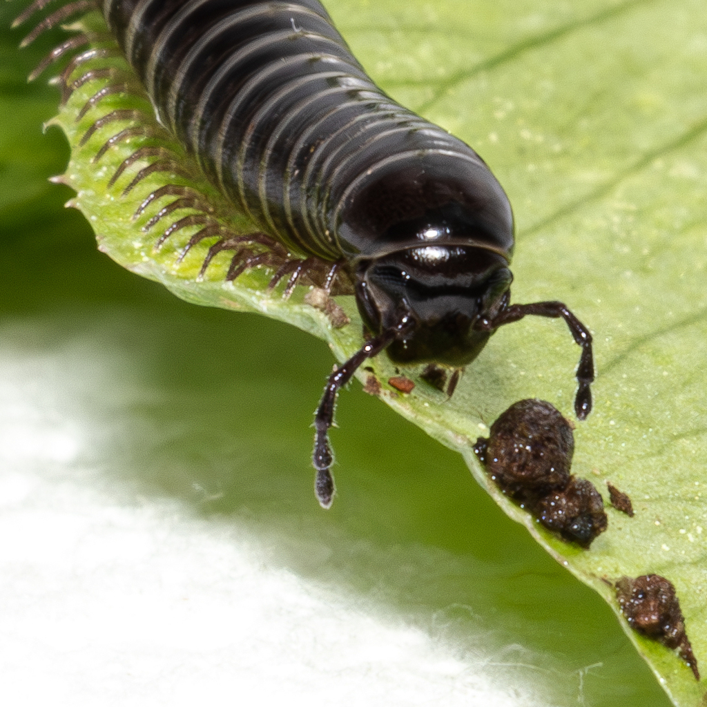 Parajulid millipedes from Spokane Valley, WA 99206, USA on June 11 ...