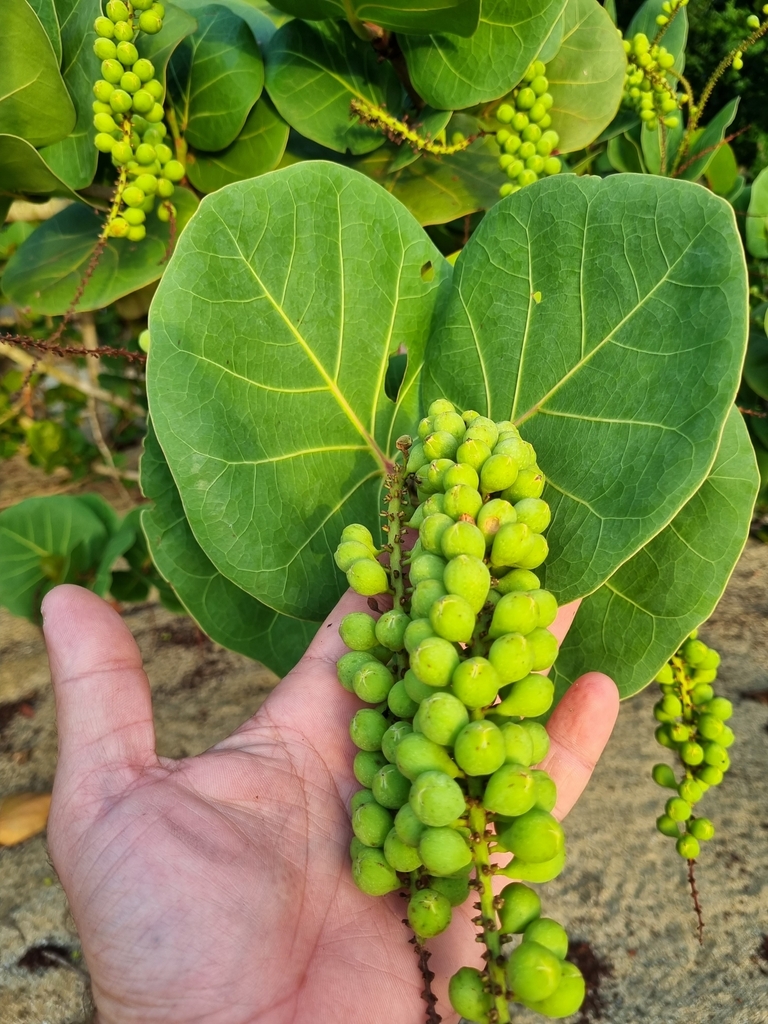 sea grape from 6626+45M, Black Rock, Trinidad and Tobago on June 15 ...