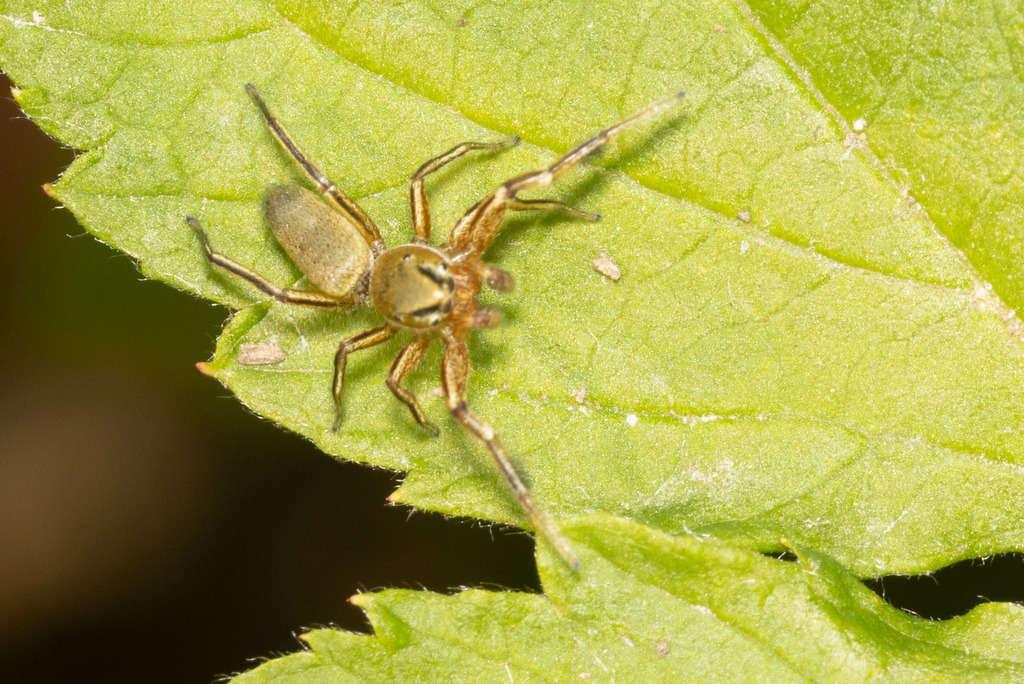 Thick-spined Jumping Spider from Waukesha County, WI, USA on June 14 ...
