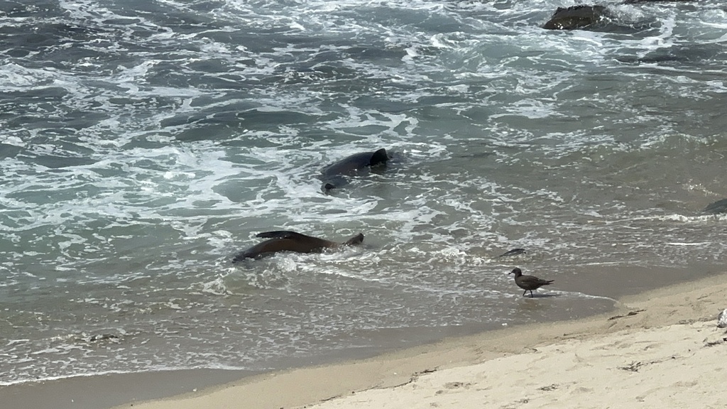 California Sea Lion from La Jolla Cove, CA, US on June 15, 2023 at 02: ...