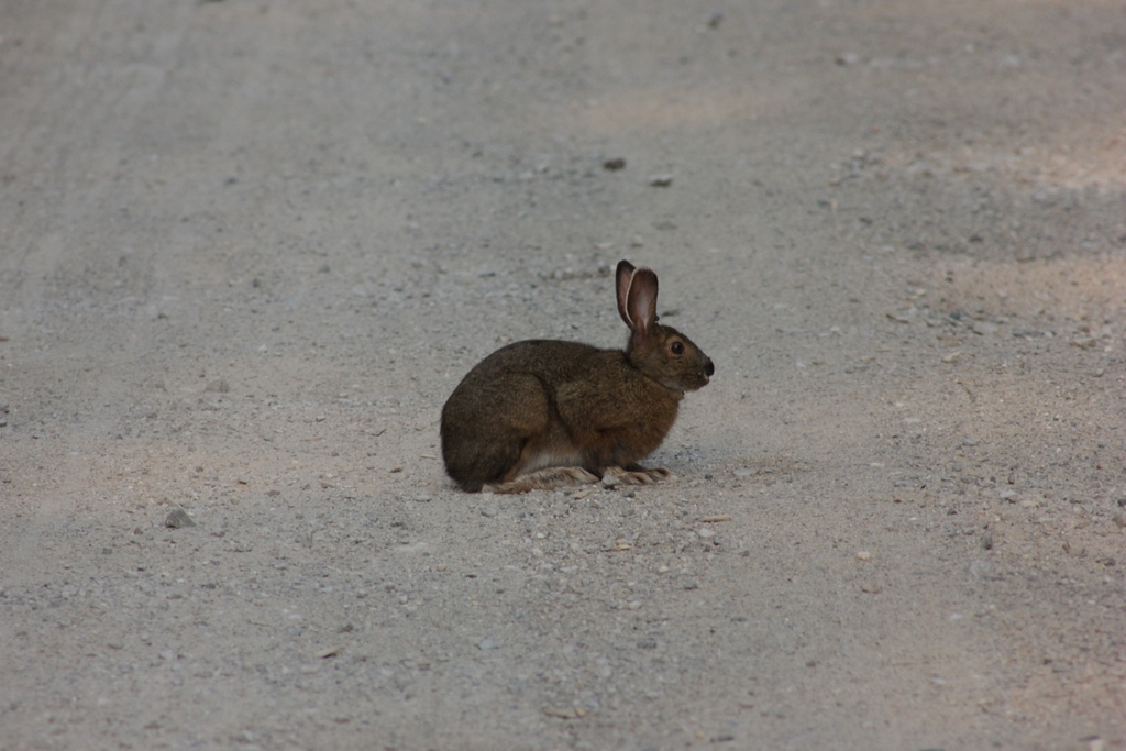 Snowshoe Hare from Forest Township, MI 49765, USA on June 5, 2023 at 06 ...