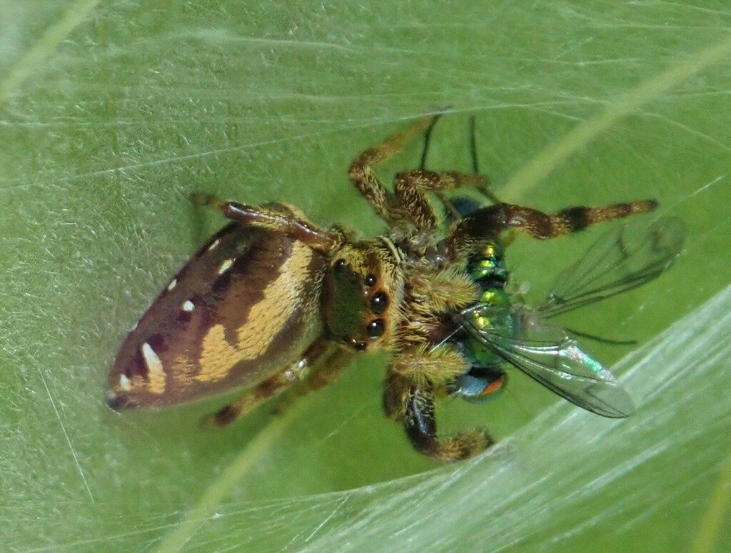 Golden Jumping Spider from Arlington, VA, USA on June 13, 2023 at 10:41 ...