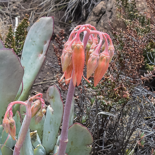 Narrow Pigs Ear (Variety Cotyledon orbiculata oblongata) · iNaturalist