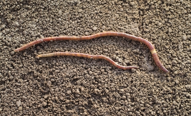 Snake Earthworms (Genus Amynthas) (Monroe County, IN Invasive Species ...