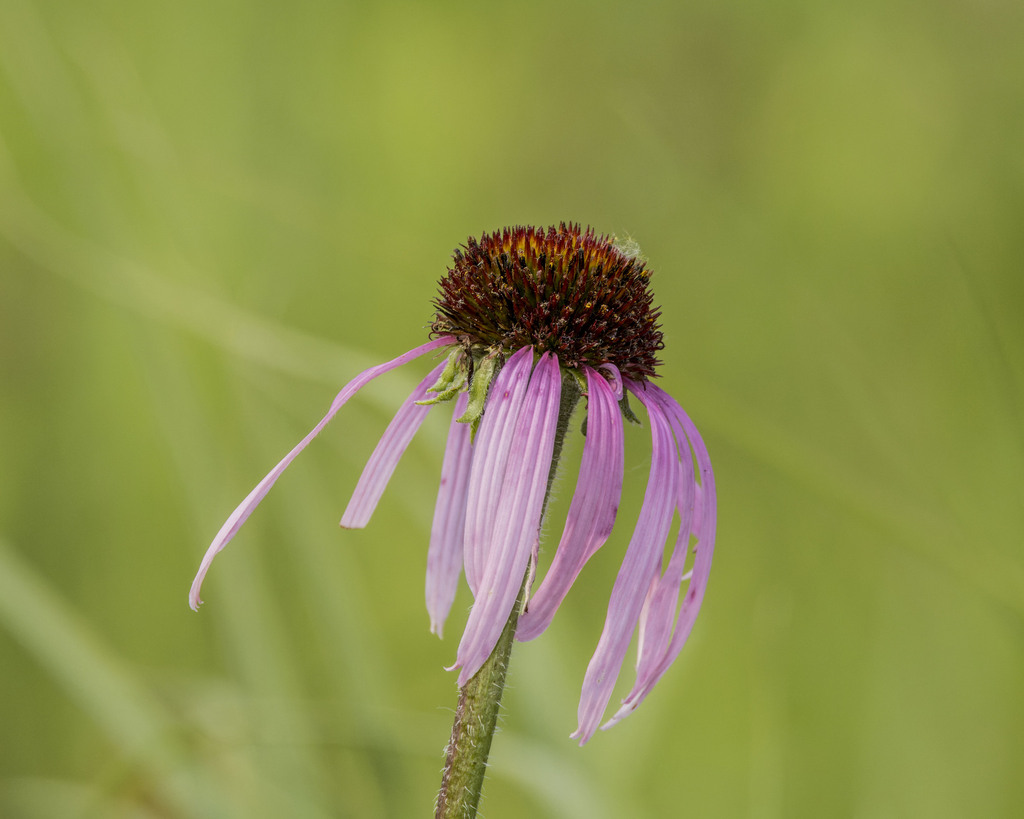wavyleaf purple coneflower from Dupage County, IL, USA on June 15, 2023 ...