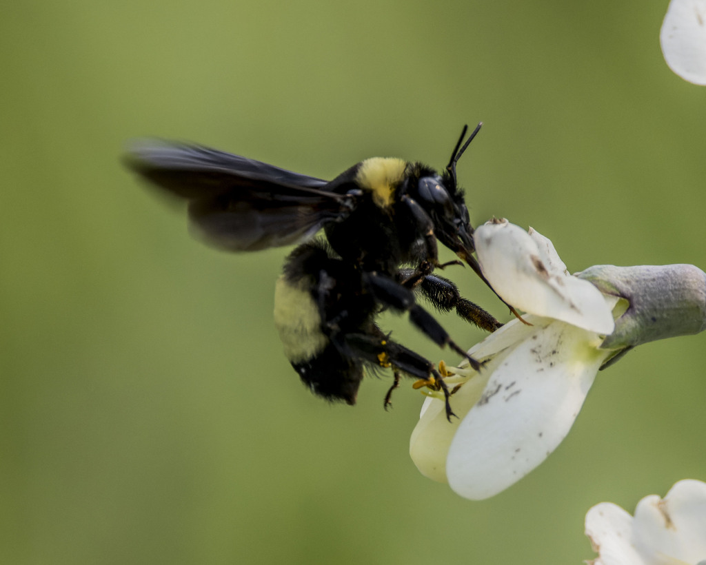 Black-and-gold Bumble Bee from Dupage County, IL, USA on June 15, 2023 ...