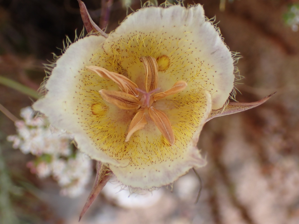 intermediate mariposa lily in June 2023 by Cricket Raspet · iNaturalist
