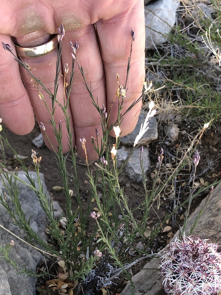 Broom Milkwort (Senega scoparioides) - Botanical Realm