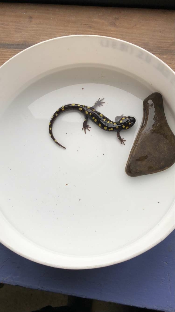 Spotted Salamander from Tionesta, PA 16353, USA on June 15, 2023 at 08: ...