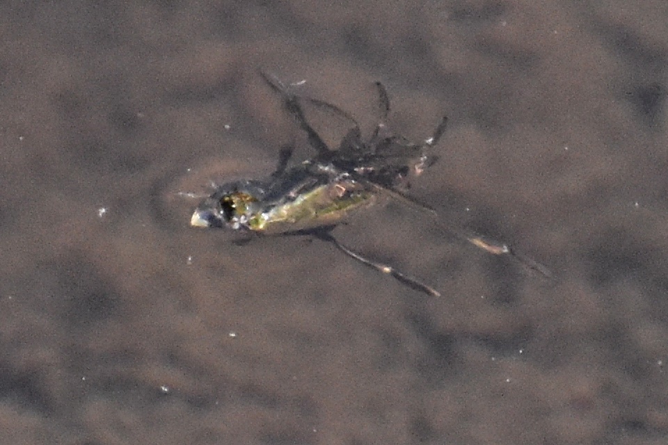 Milky Backswimmers in June 2023 by aaronr · iNaturalist