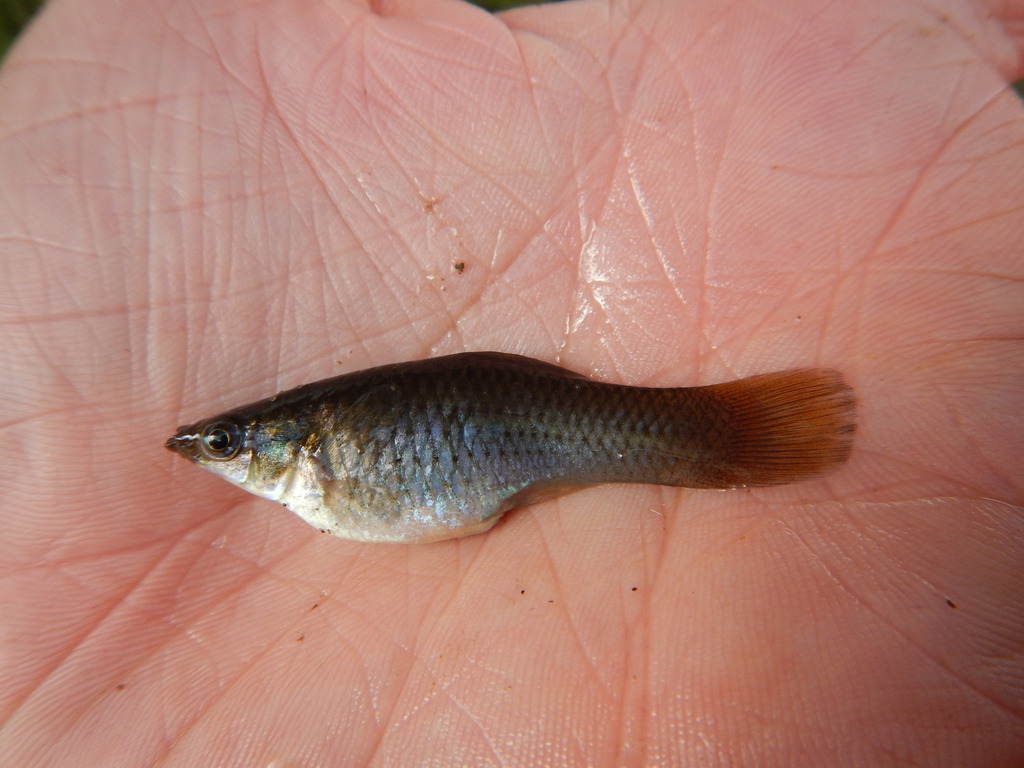 Amazon Molly (Poecilia formosa) - Marine Life Identification