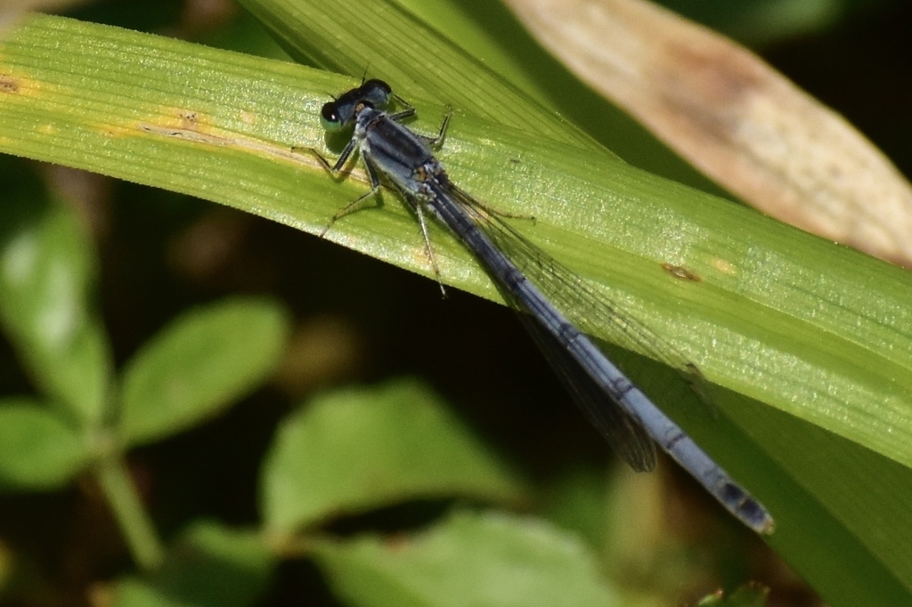 Eastern Forktail in June 2023 by aaronr · iNaturalist