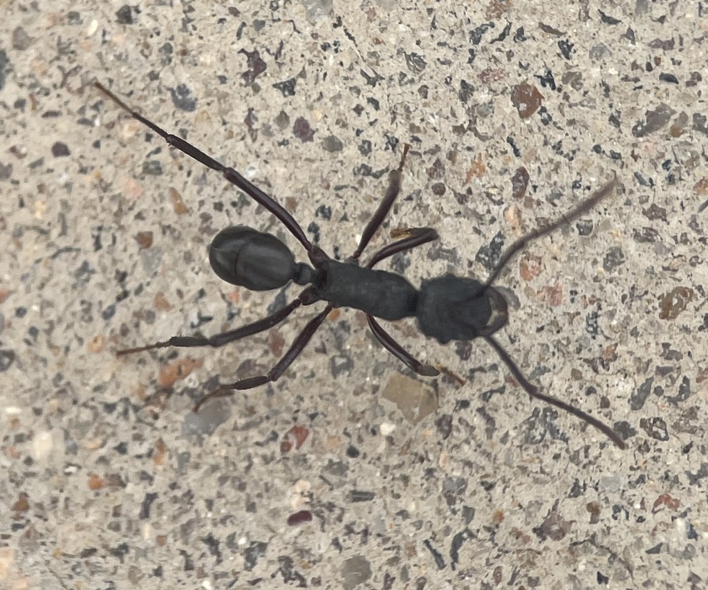 Pony Ants from Towers Hill Rd, Towers Hill, QLD, AU on June 15, 2023 at ...