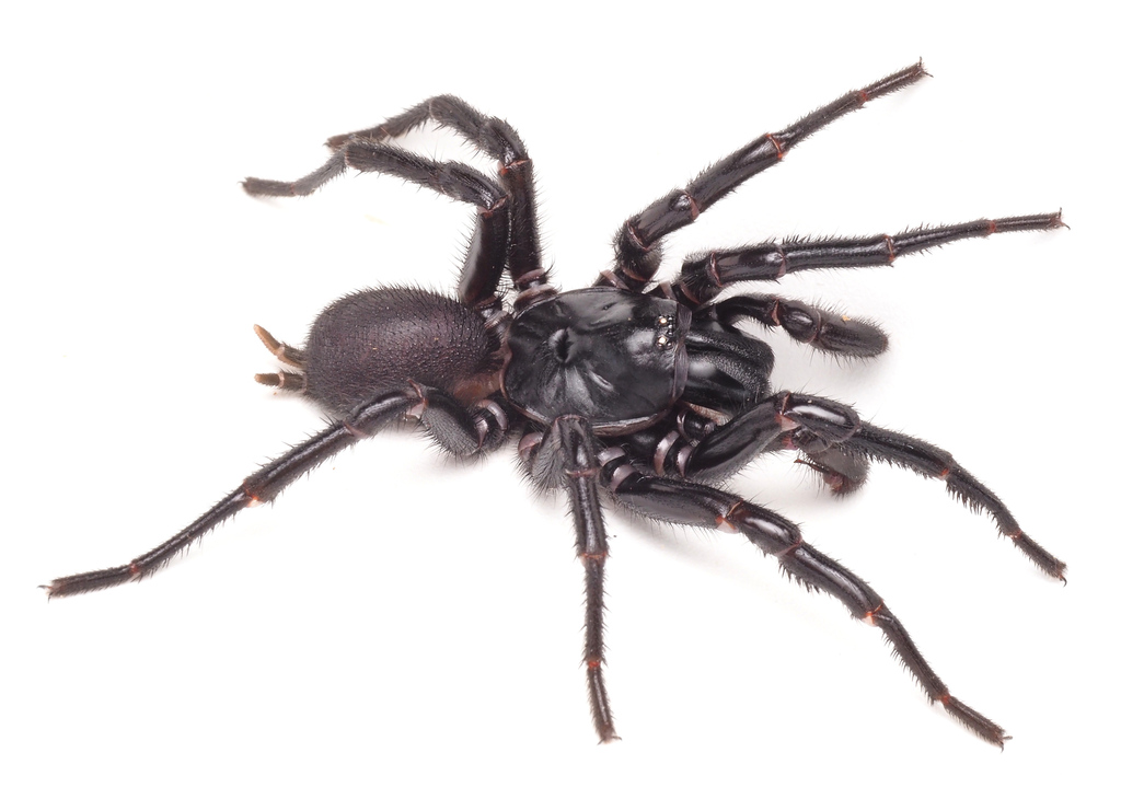 Hadronyche from Clifton Grove NSW 2800, Australia on June 15, 2023 at ...