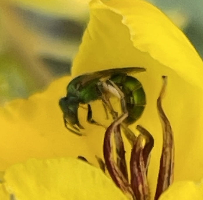 Augochlorella in June 2023 by CMC. Yard on partridge pea · iNaturalist