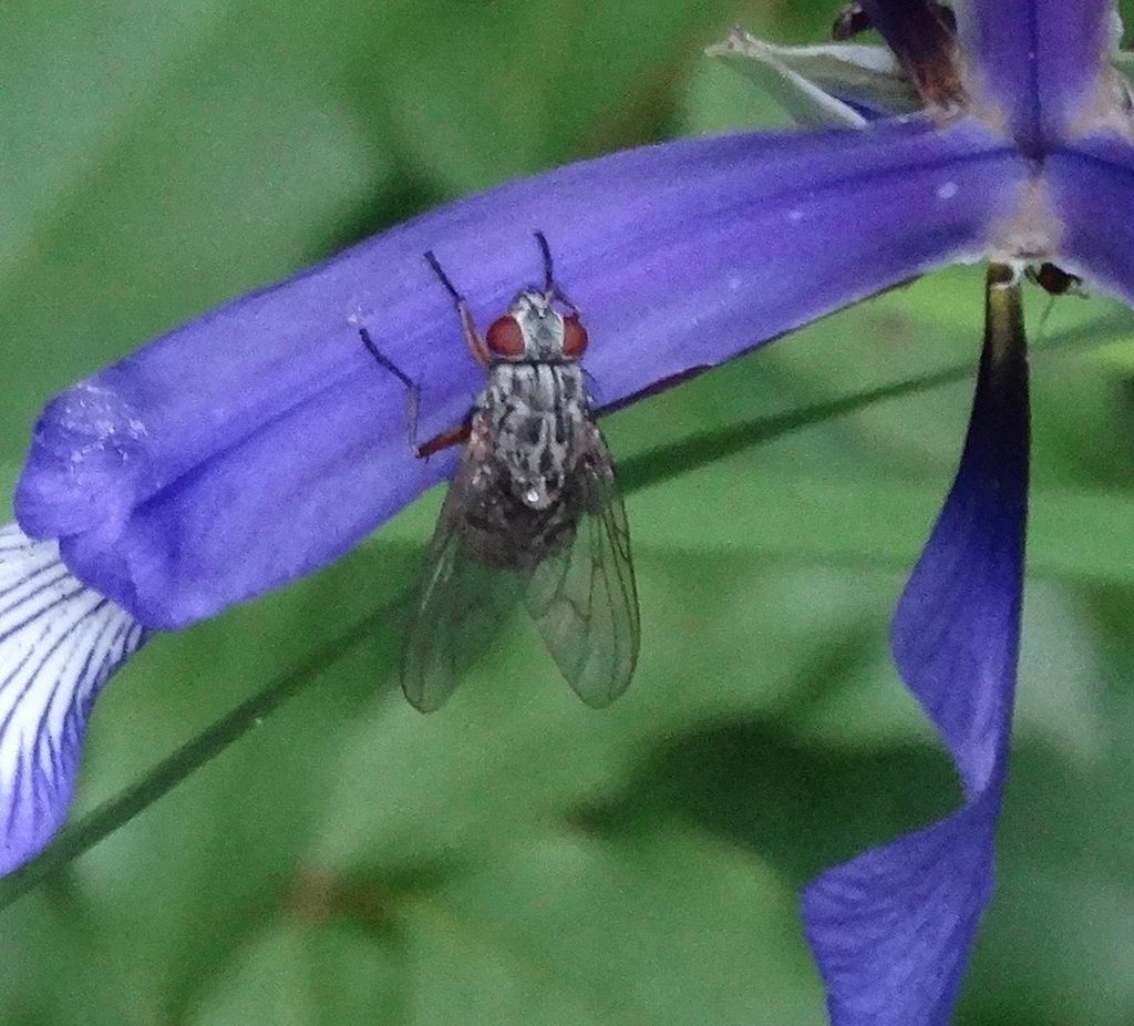 Phaoniinae from Κεντρική Μακεδονία, Ελλάδα on June 7, 2015 at 06:58 AM ...