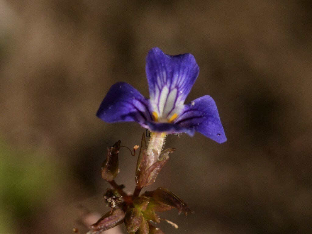 Vandellia lobelioides from Bees Creek NT 0822, Australia on June 15 ...