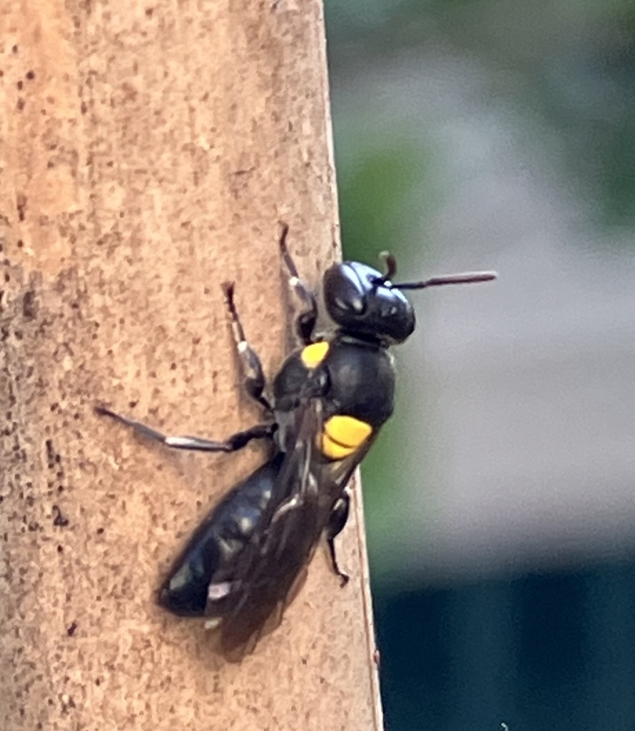 Dark-headed Dimorphic-Masked Bee from Gower St, Toowong, QLD, AU on ...