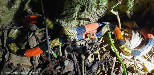 Black-necked Amazonian Coralsnake (Micrurus obscurus) - Snakes and Lizards