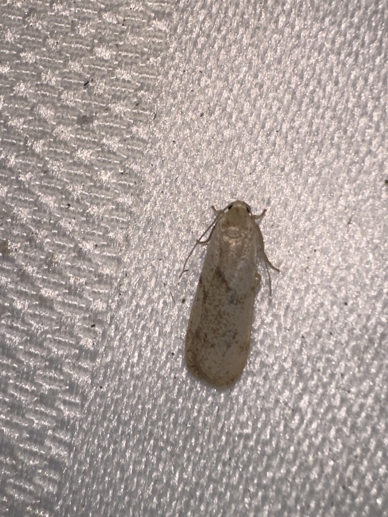 Lambula transcripta from Danbulla, QLD, AU on June 6, 2023 at 08:34 PM ...