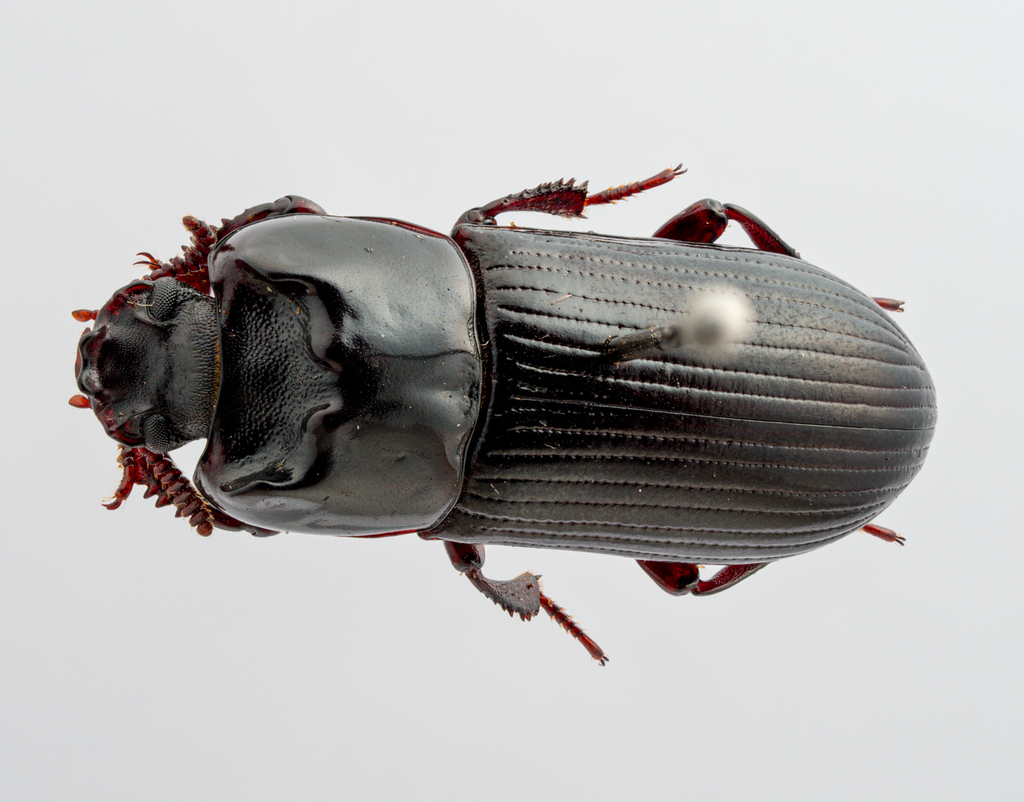 Achthosus westwoodi from Toonumbar NSW 2474, Australia on February 4 ...