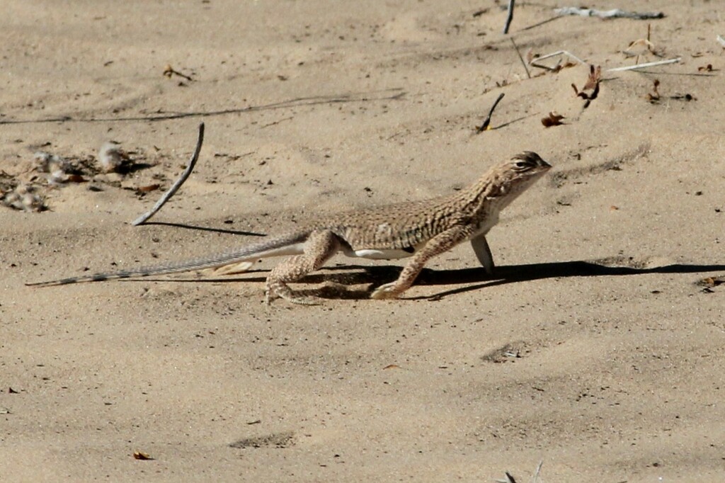 Yuman Desert Fringe-toed Lizard in May 2023 by Andrés Verver · iNaturalist