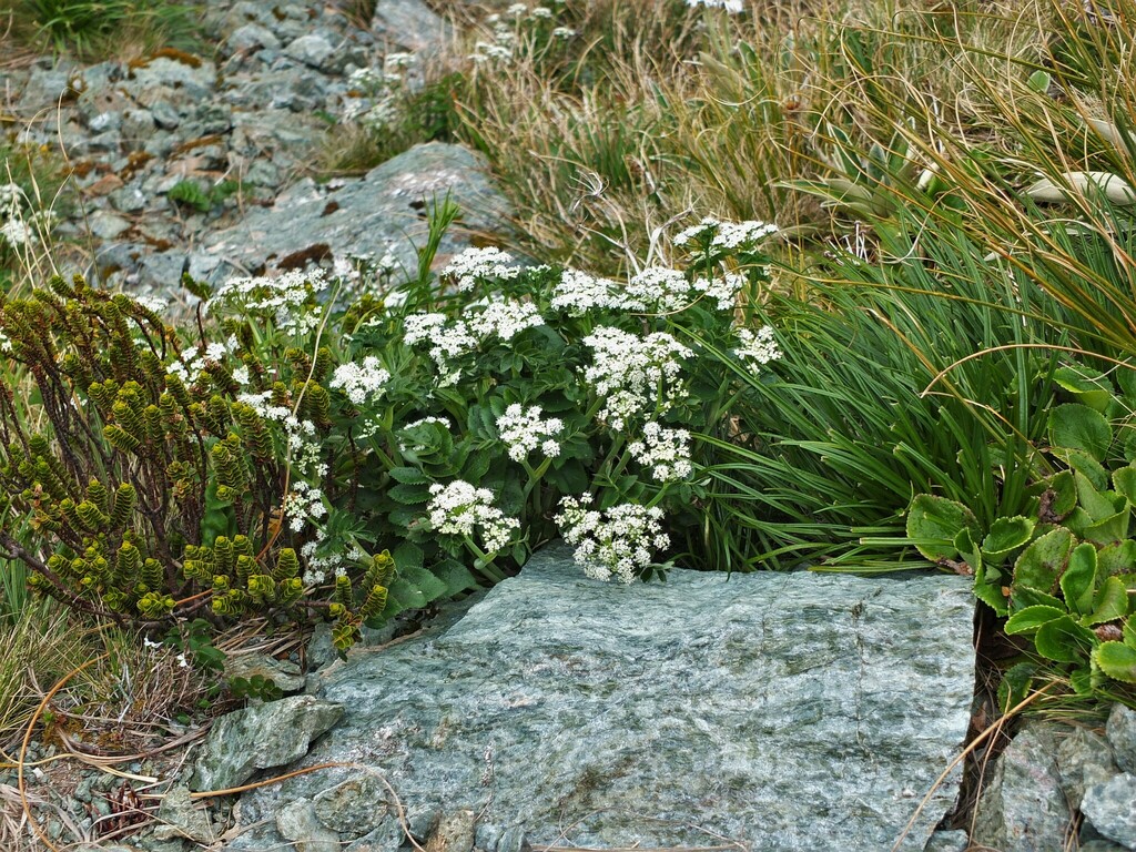 Mountain carrot from Queenstown-Lakes District, Otago, New Zealand on ...