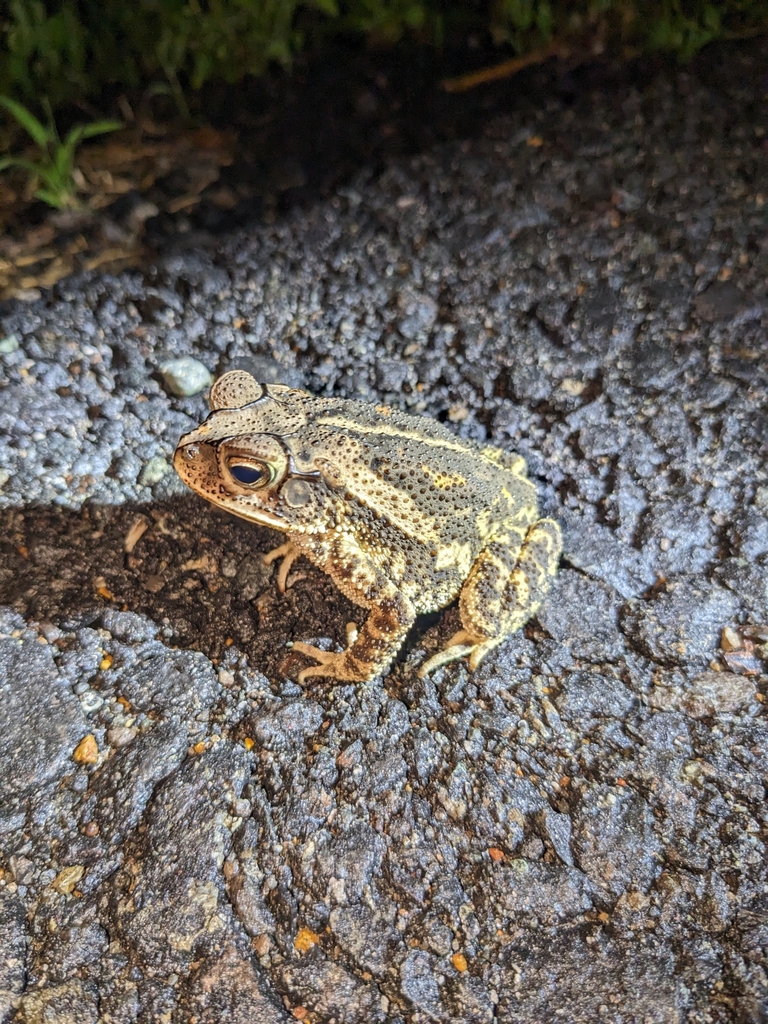 Central American Toads from Guanacaste Province, Costa Rica on June 15 ...