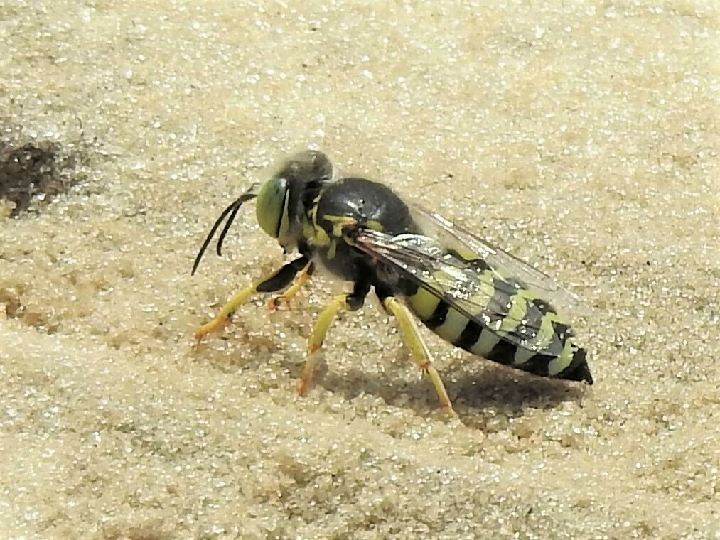 American Sand Wasp from High Ridge Scrub Natural Area 7300 High Ridge ...