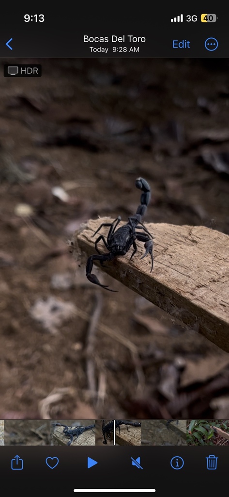 Tityus pachyurus from Bocas del Toro, PA-BC, PA on June 15, 2023 at 09: ...