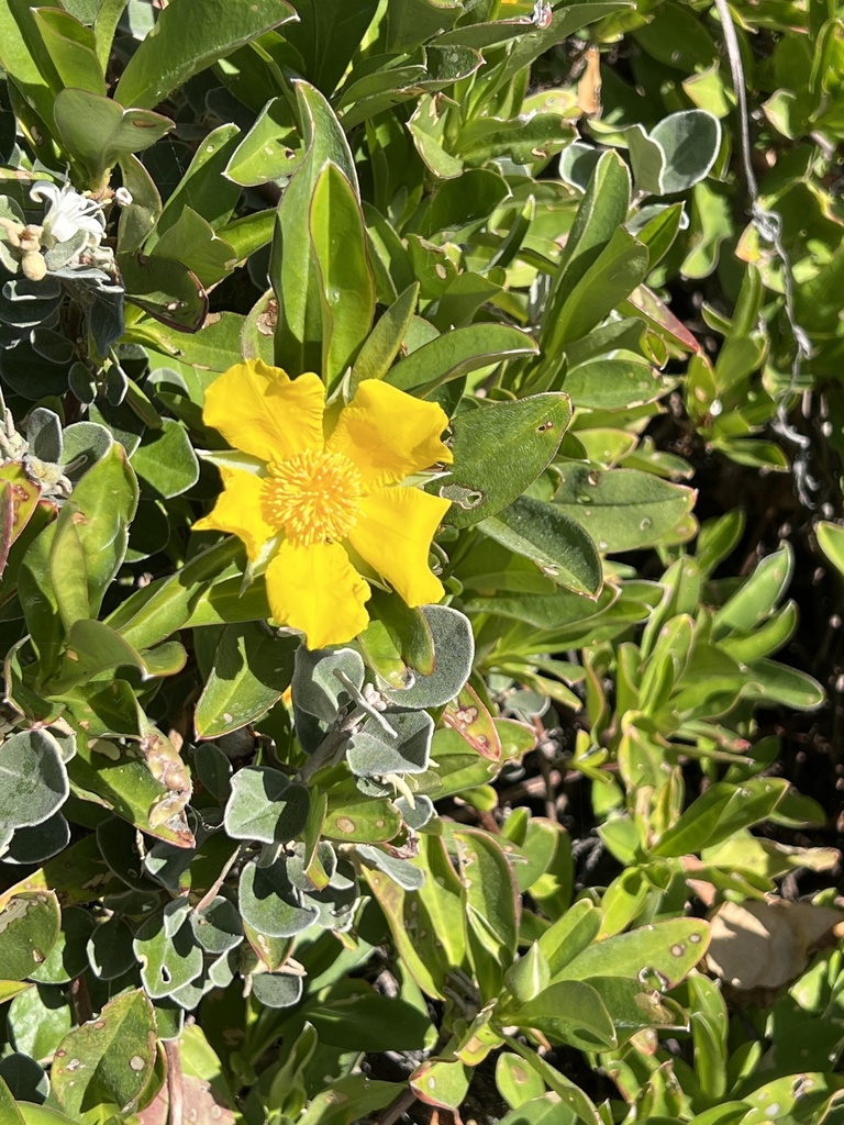 Climbing Guinea flower from Waverley Cemetery, Bronte, NSW, AU on June 16, 2023 at 10:53 AM by ...