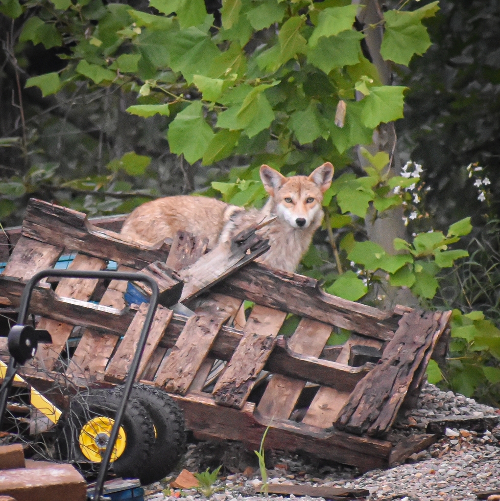Coyote from Joplin, MO, USA on June 3, 2023 at 07:35 PM by Thomas ...