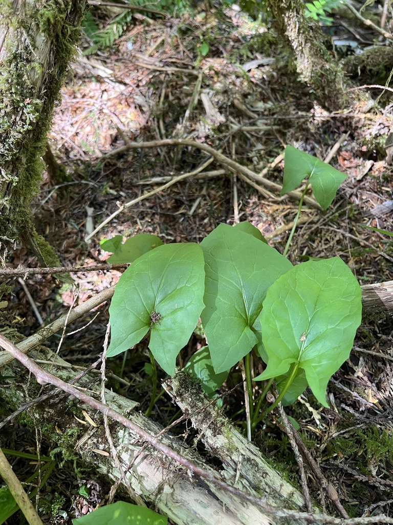 western rattlesnake root from Nootka Island, BC, CA on June 14, 2023 at ...