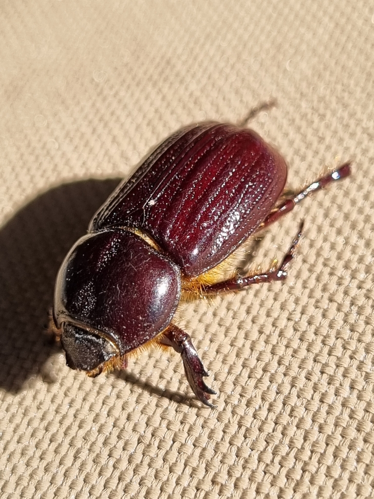 Scarabs from Norman Park QLD 4170, Australia on June 16, 2023 at 12:38 ...