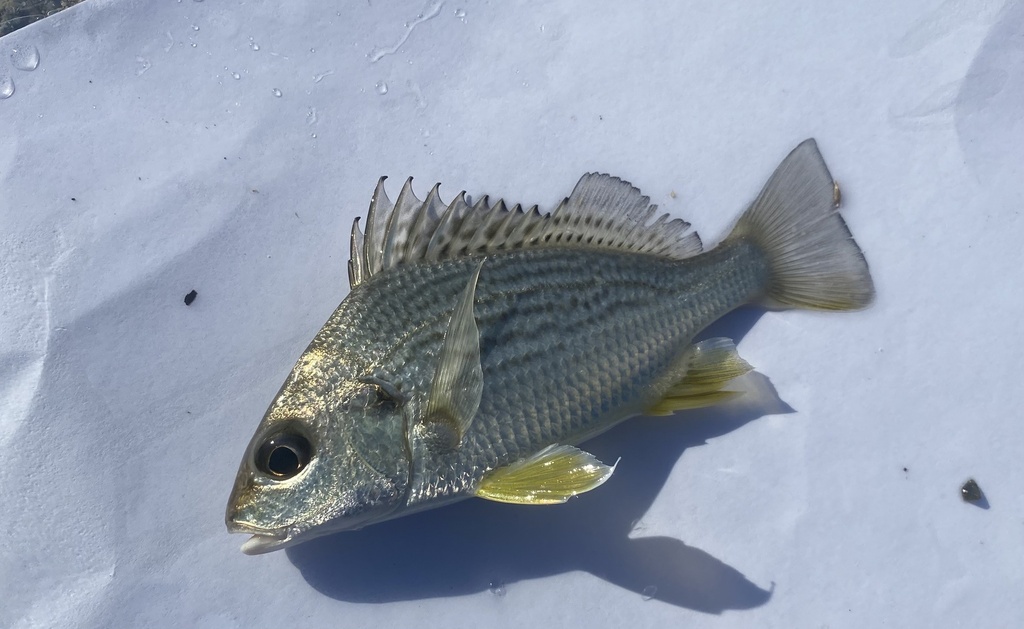 Silver Javelin from Ross River, South Townsville, QLD, AU on June 16 ...