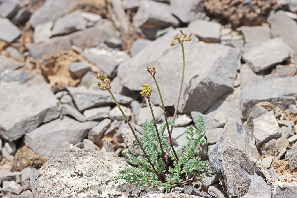 Lomatium scabrum scabrum from Millard County, UT, USA on June 2, 2023 ...