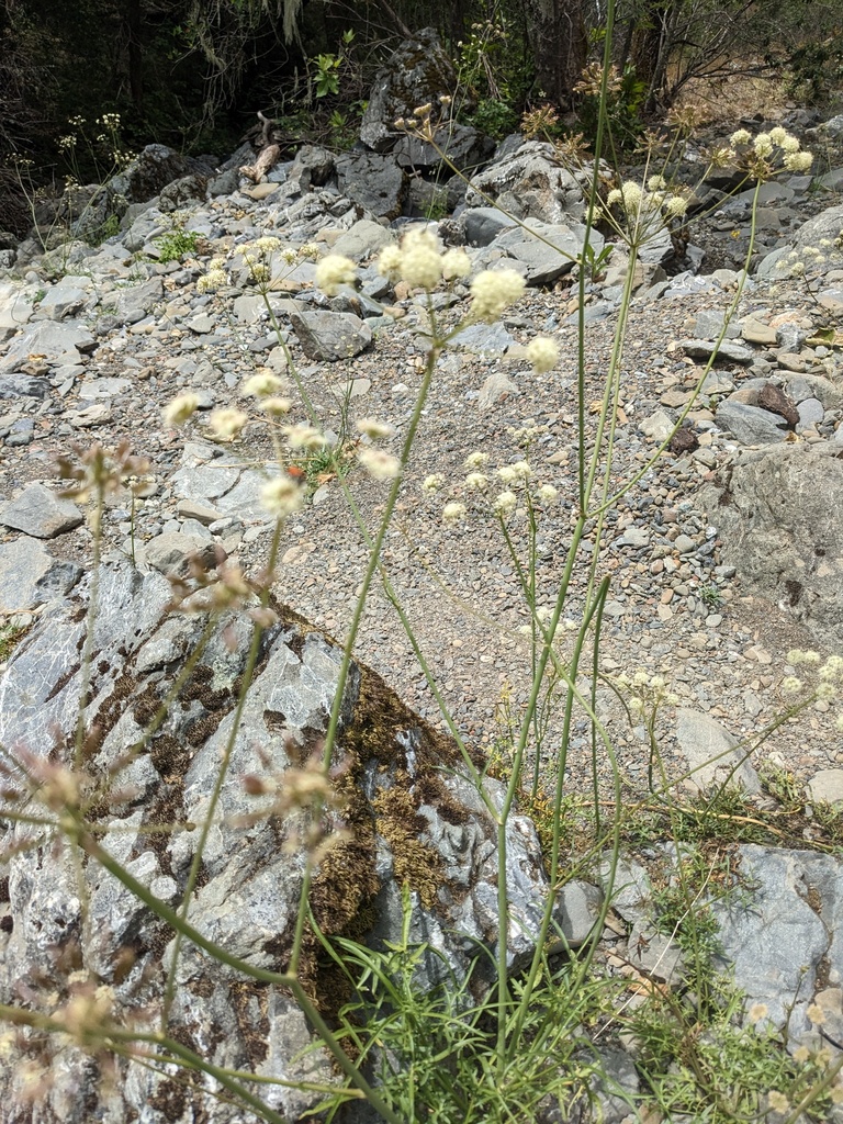 California yampah from Santa Clara County, CA, USA on June 11, 2023 at ...