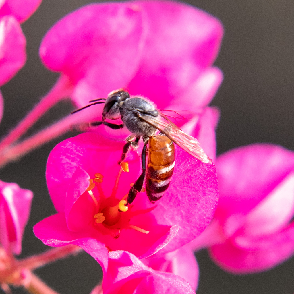 Red Dwarf Honey Bee from Whampoa River, SG on June 16, 2023 at 08:57 AM ...