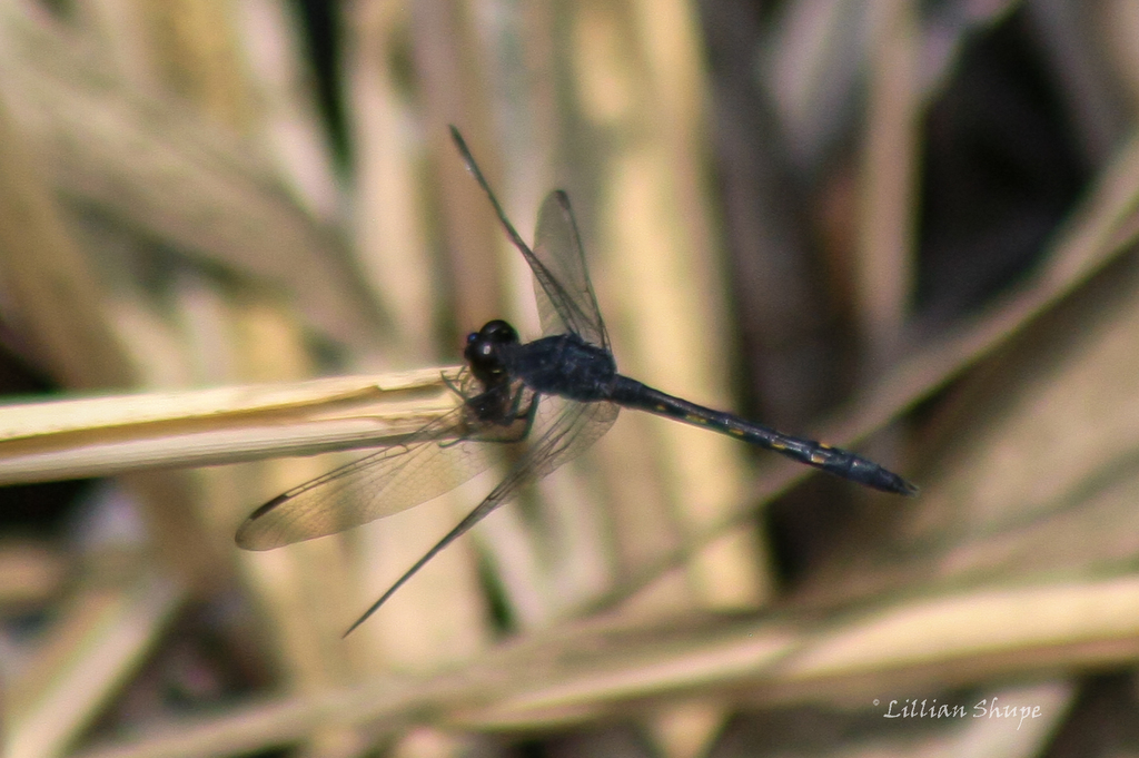 Seaside Dragonlet from Toms River, NJ, USA on June 15, 2023 at 02:14 PM ...