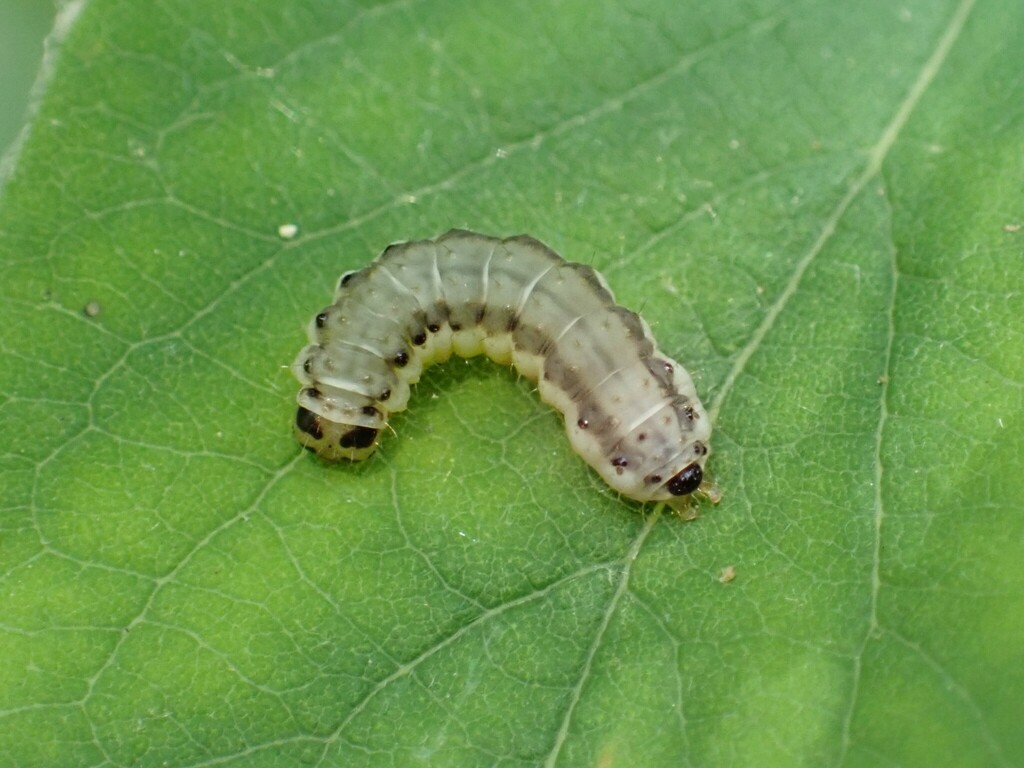 Winged and Once-winged Insects from Boone County, MO, USA on June 15 ...
