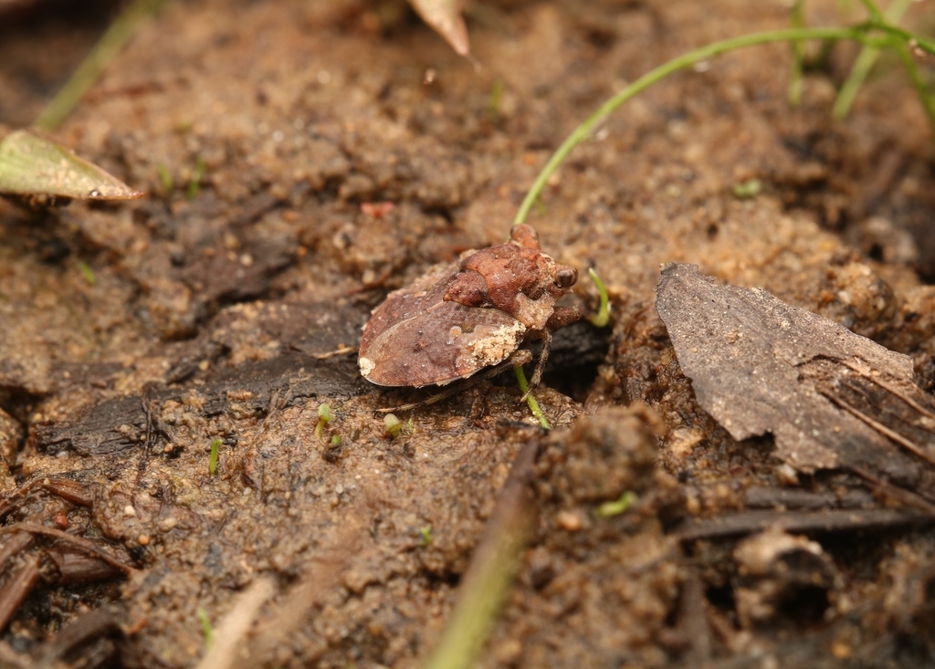 Big-eyed Toad Bug from Bowie, MD 20720, USA on May 13, 2023 at 12:09 PM ...