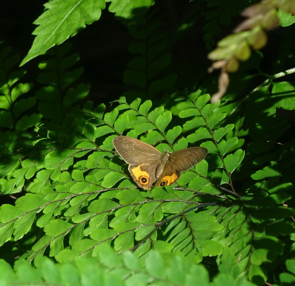 Brown Ringlet from Royal National Park NSW 2233, Australia on April 4 ...