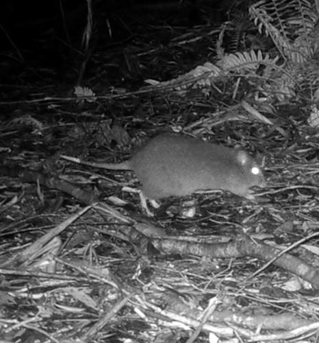 Subspecies Potorous tridactylus apicalis · iNaturalist Australia