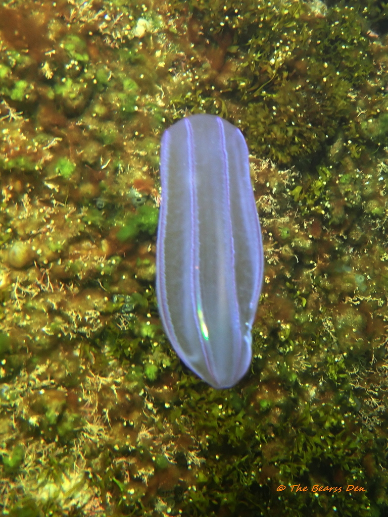Northern Comb Jelly from West Dover, NS, Canada on June 15, 2023 at 06: ...