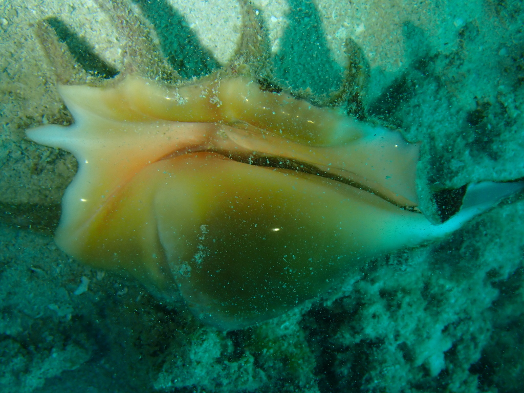 Common Spider Conch from Western Division, Fiji on May 5, 2023 at 03:49 ...