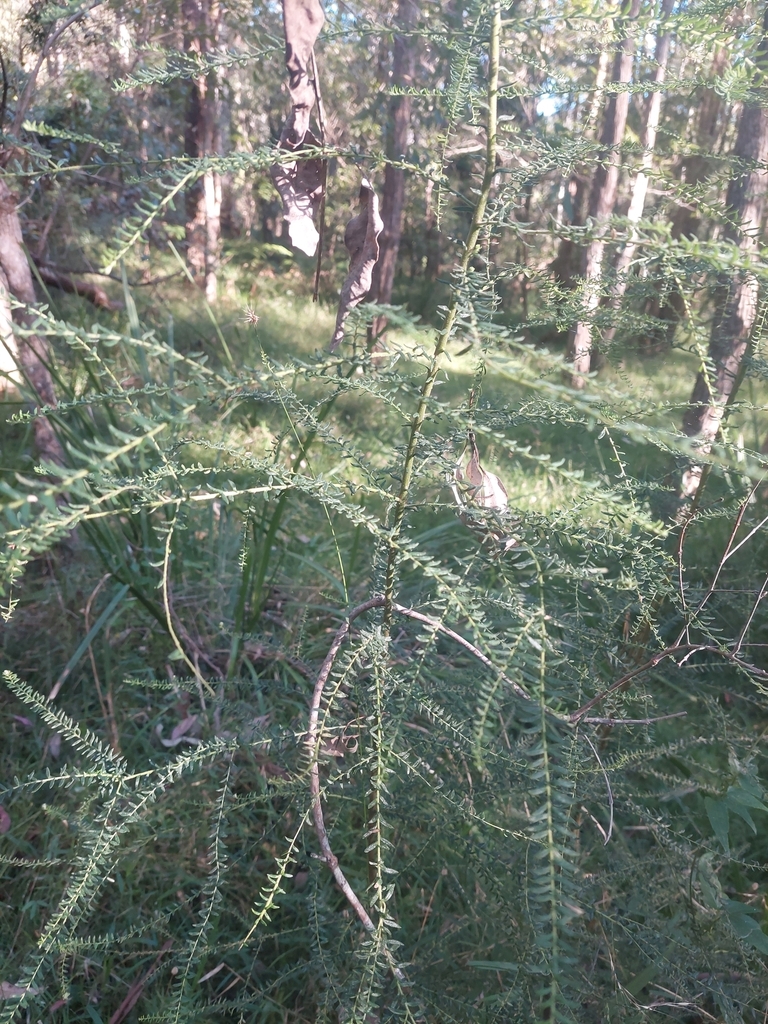 Sago Flower from Hornsby NSW 2077, Australia on June 16, 2023 at 02:18 ...