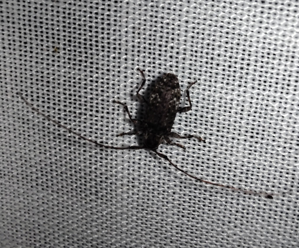 Acanthocinini from Silver Point, TN 38582, USA on June 15, 2023 at 11: ...