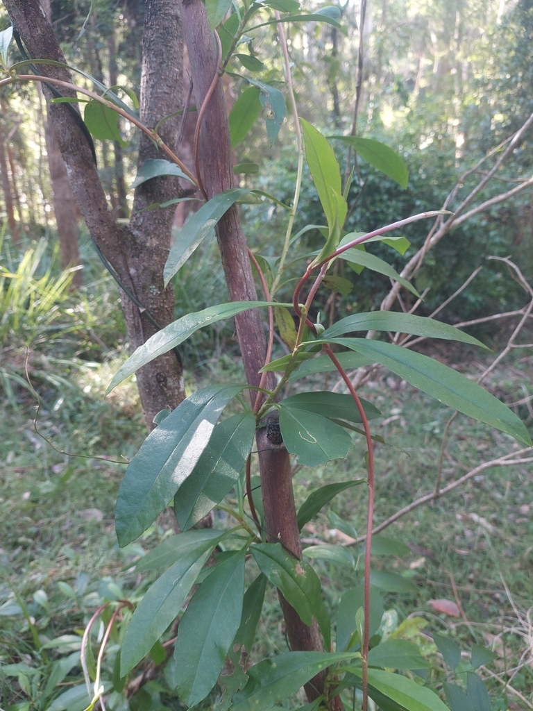 Climbing Guinea flower from Hornsby NSW 2077, Australia on June 16 ...