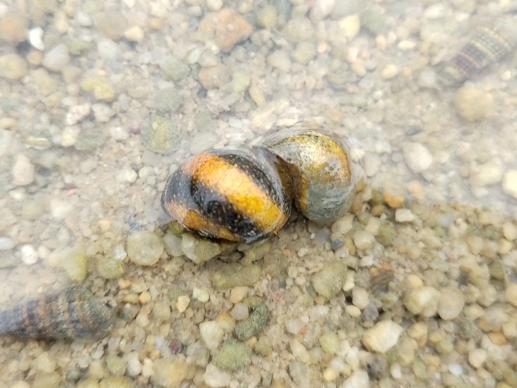 Clithon pulchellum from 广西壮族自治区北海市银海区银滩镇银滩中路北海银滩国家旅游度假区 on June 16 ...